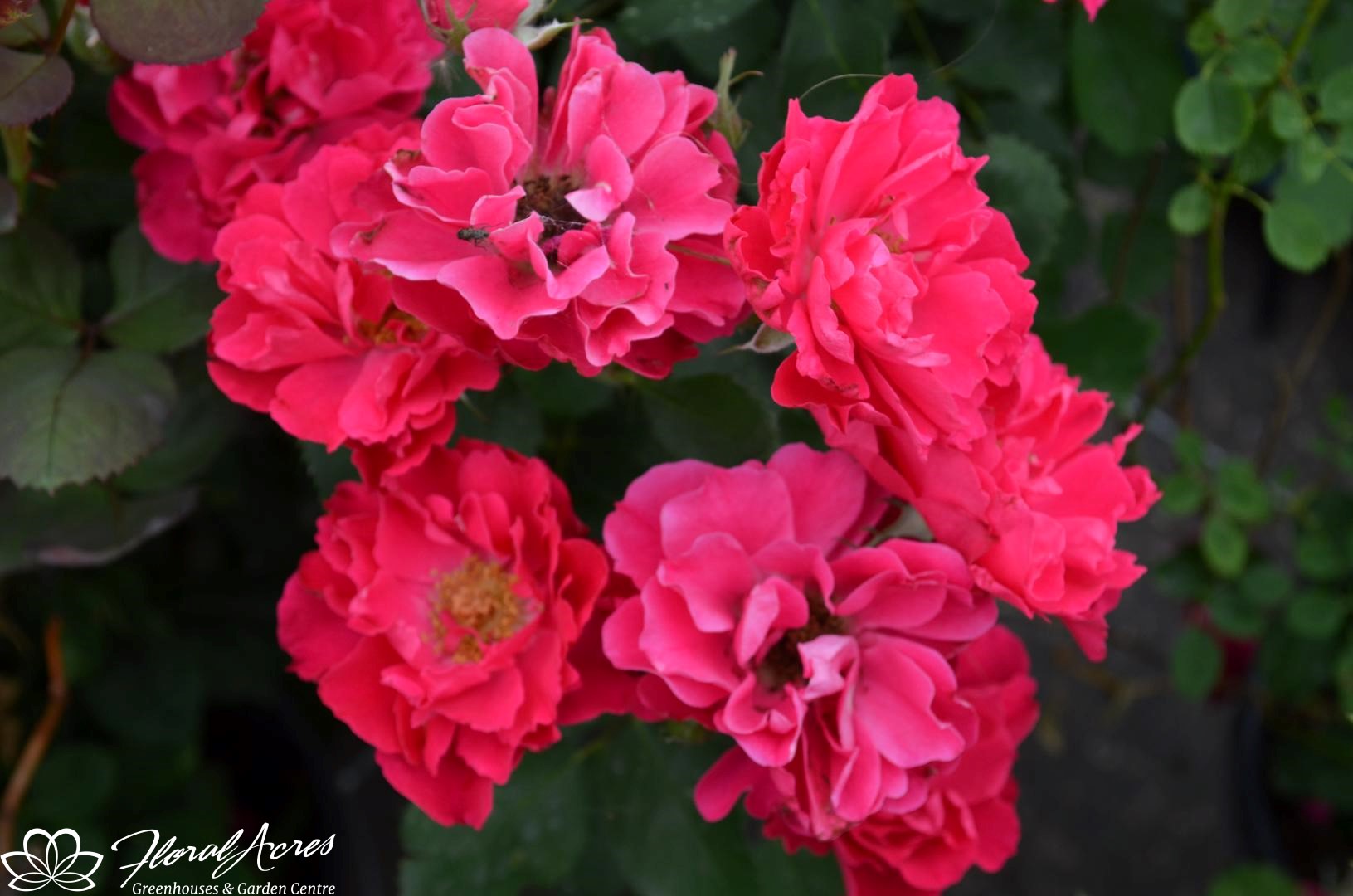 Rose - Morden Amorette | Floral Acres